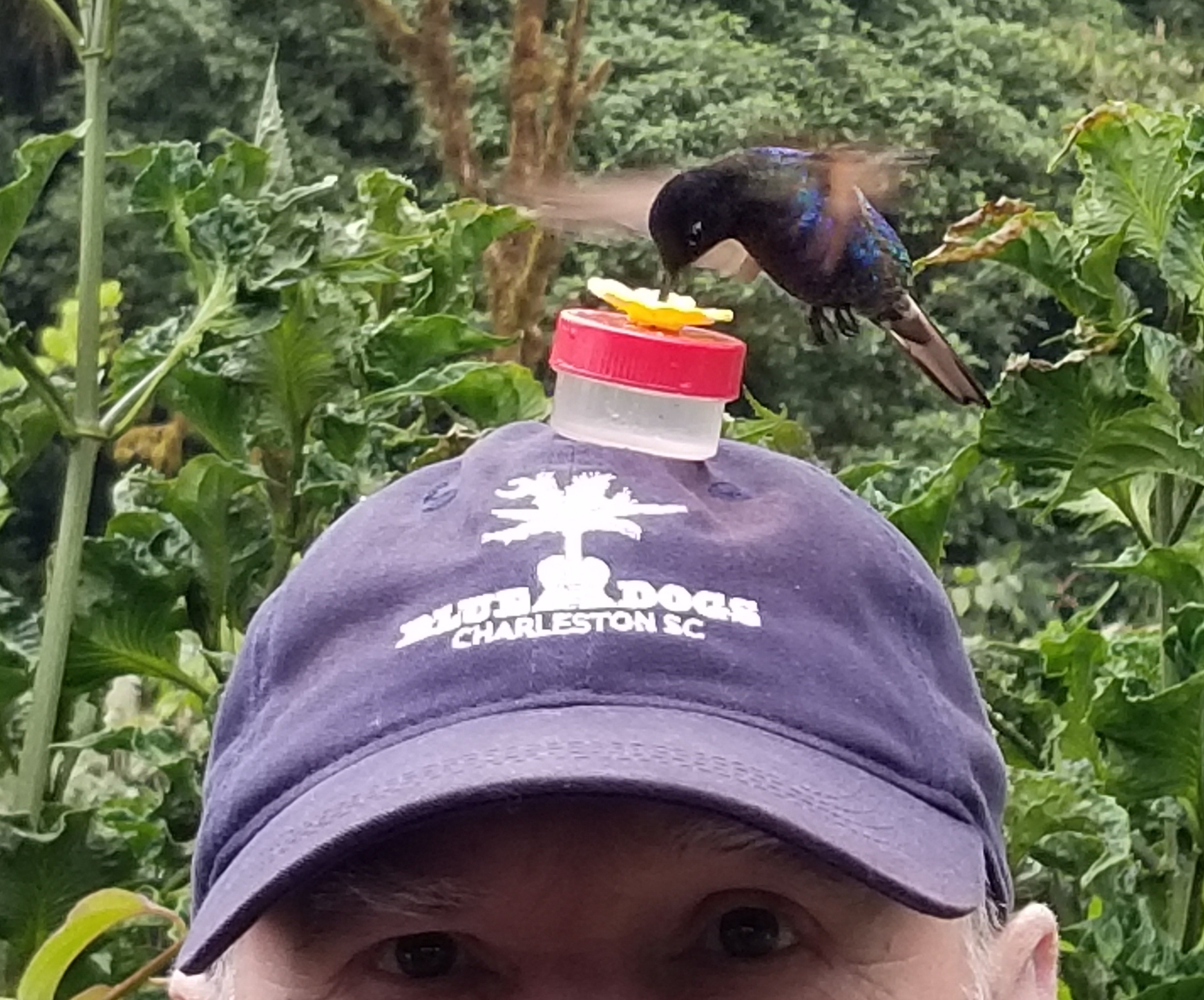 The Hummingbird Center | Silvergrrl Arts